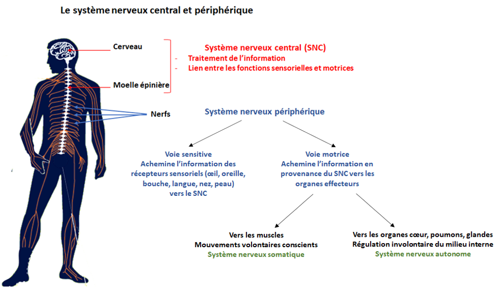 Maladies neurologiques et maladies du cerveau | Institut du Cerveau