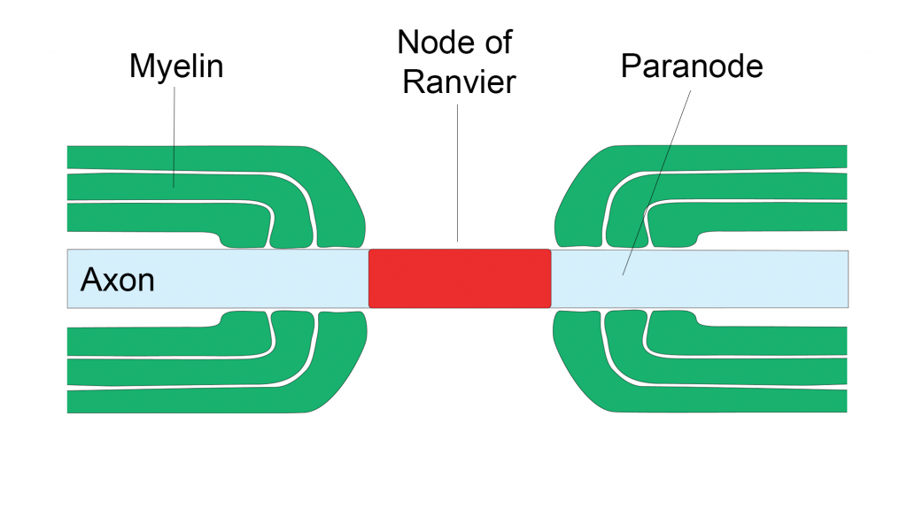 Les noeuds de ranvier et la myéline, éléments essentiels de ...