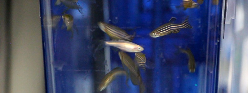 Zèbres (poissons) | Institut du Cerveau