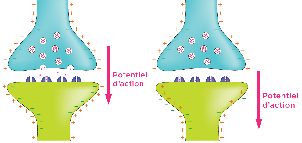 Potentiel d’action | Institut du Cerveau