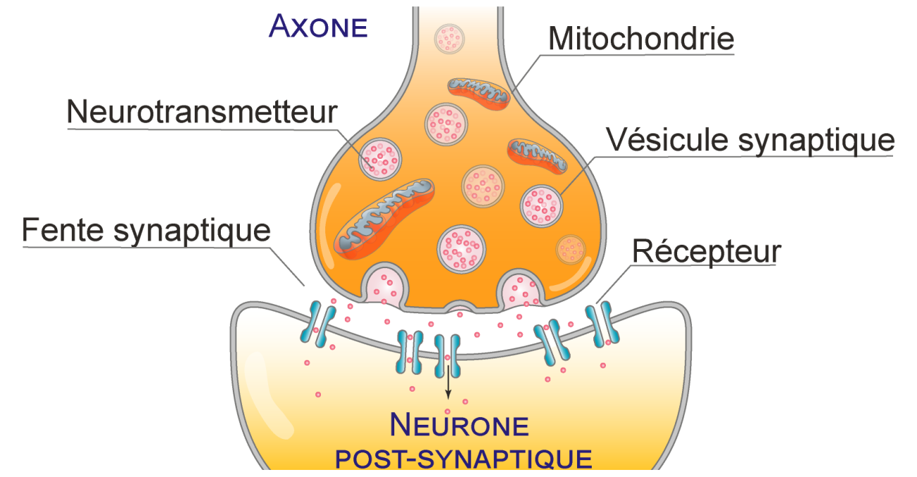 Qu'est-ce qu'un neurotransmetteur