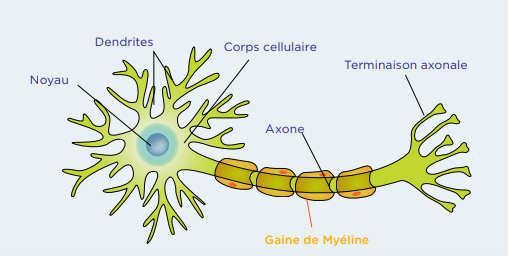 Qu est-ce que la moelle épinière ? | Institut du Cerveau