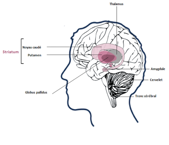 Quelles sont les causes de l autisme ? | Institut du Cerveau