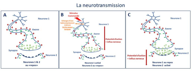 Quelles sont les causes de l autisme ? | Institut du Cerveau