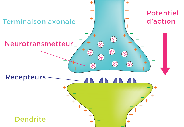 Potentiel d’action | Institut du Cerveau